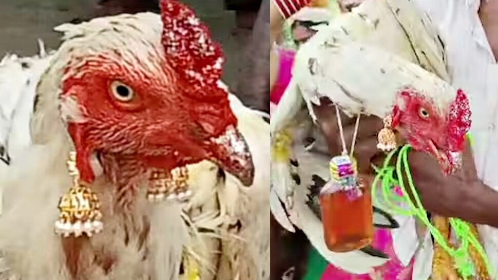 Villagers in Mahabubabad Adorn Rooster with Earrings and Bottle Before ...