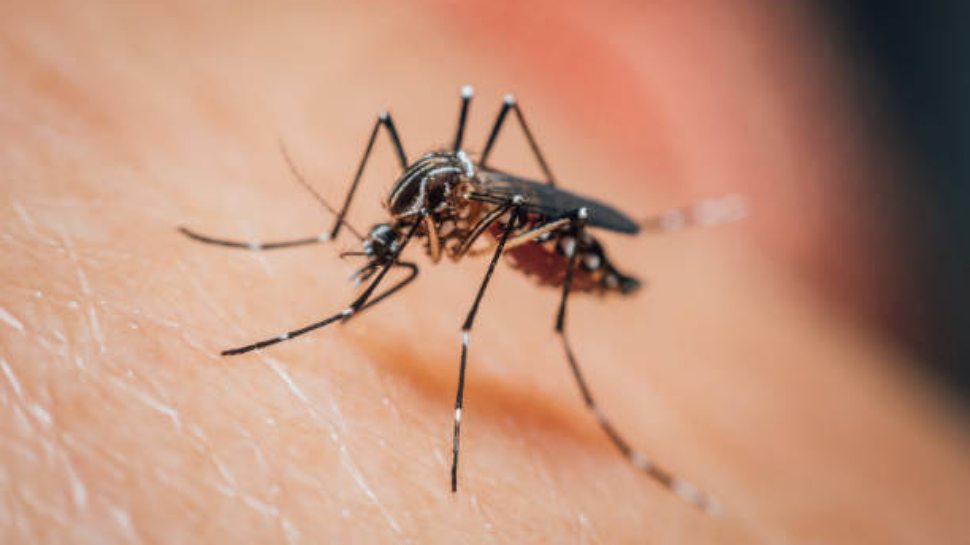 mosquito homemade repellent: How to get rid of mosquitoes inside the ...