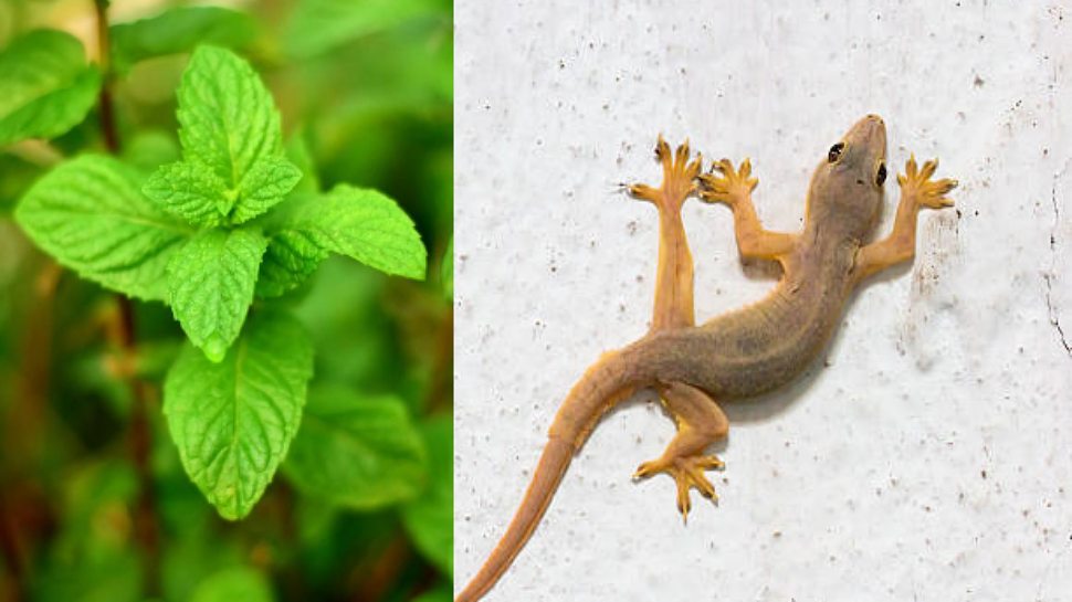 Lizard Repellent Plants: Which Plants we should Keep home to avoid ...
