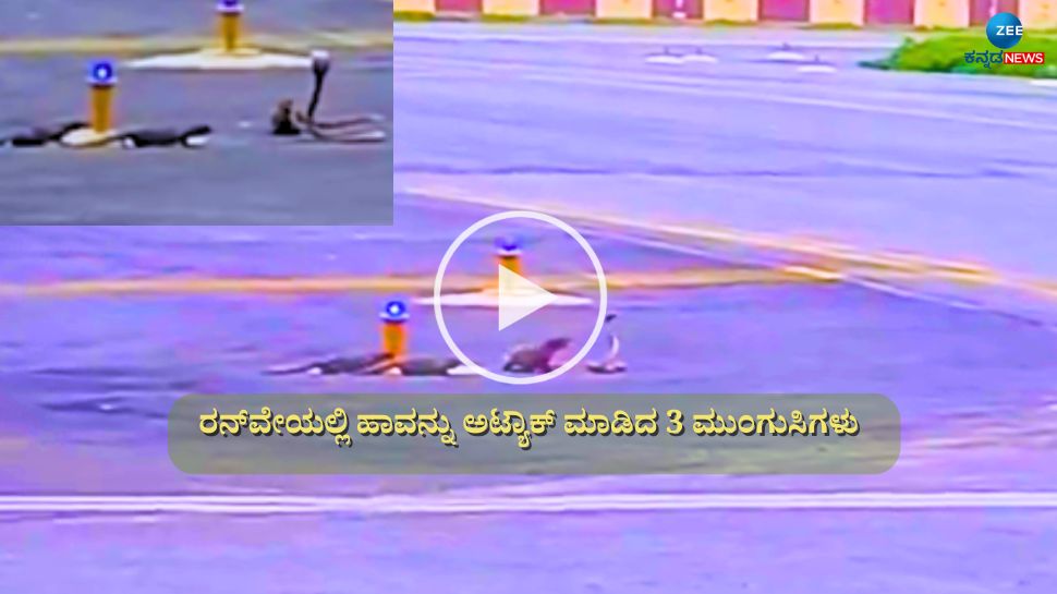Havu mungusi fighting on airport runway: Video viral in social media ...