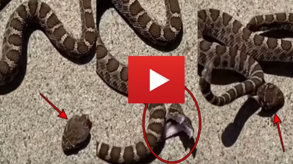 A rare video of a snake biting itself and dying has gone viral ...