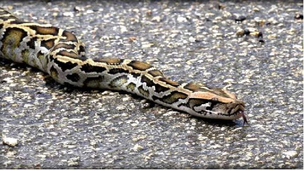 Man dies of suffocation after python he kept around neck Jamshedpur ...