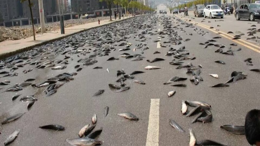 fish rain video goes viral | ಇದು ಬರೀ ಮಳೆಯಲ್ಲ, ಮತ್ಸ್ಯ ಮಳೆ !ಮಳೆಯೊಂದಿಗೆ ...