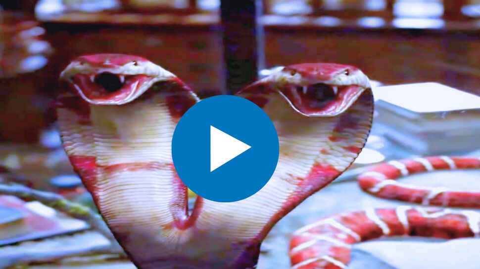Snake with two heads swallowing rats viral video leave neitzens in ...