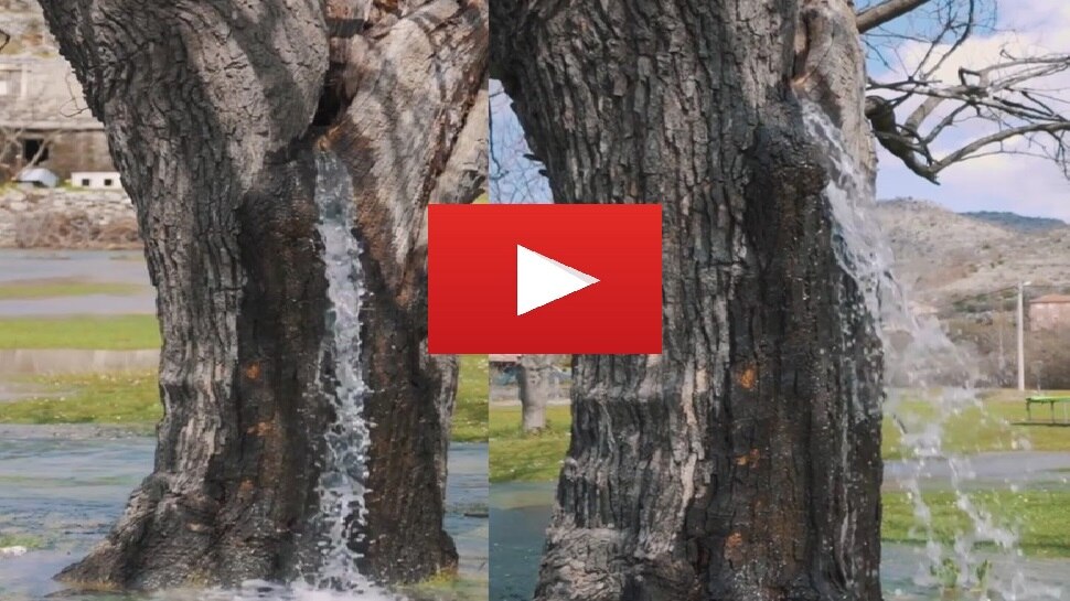 Mesmerising video of Water gushing out of tree trunk: watch viral video ...