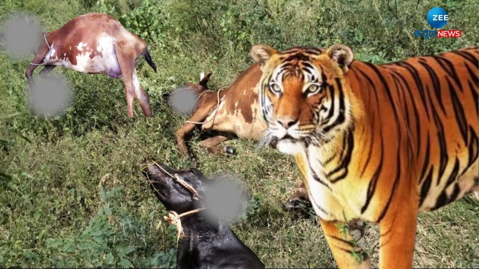 Tiger killed Cows infront of farmer in day time: Villegers scared ...