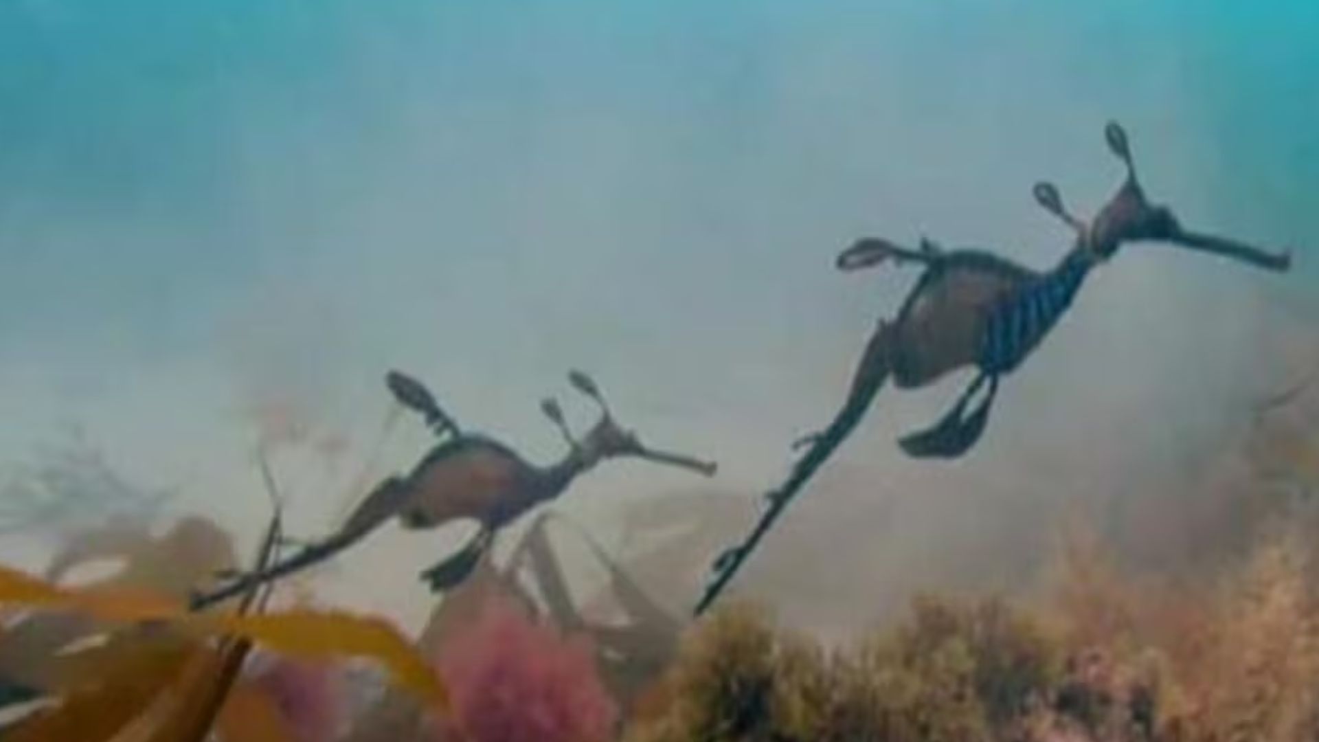 This is the only male animal in the world that can conceive and give ...