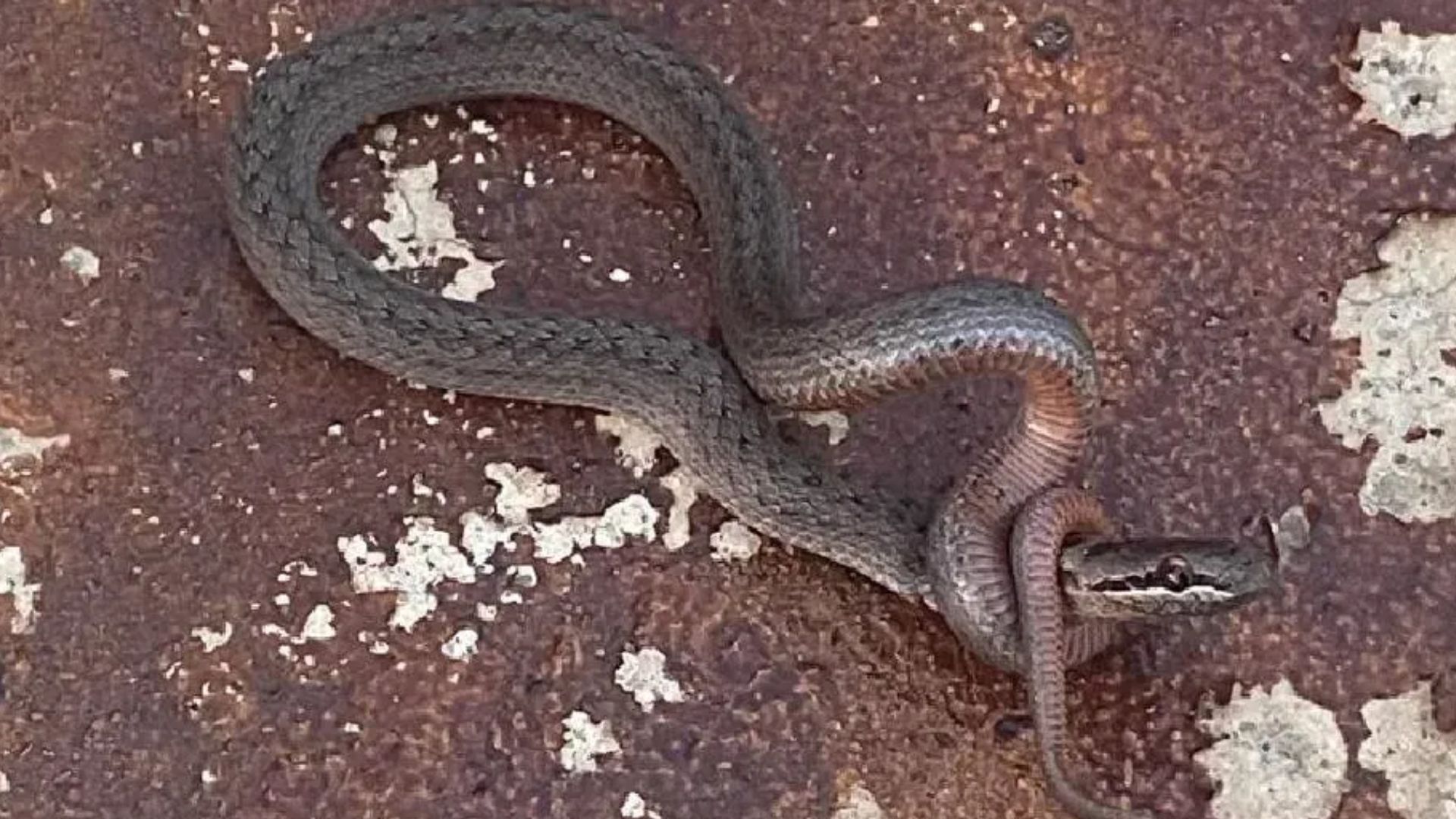 snake strangles itself to death post goes viral on social media | ಅಯ್ಯೋ ...
