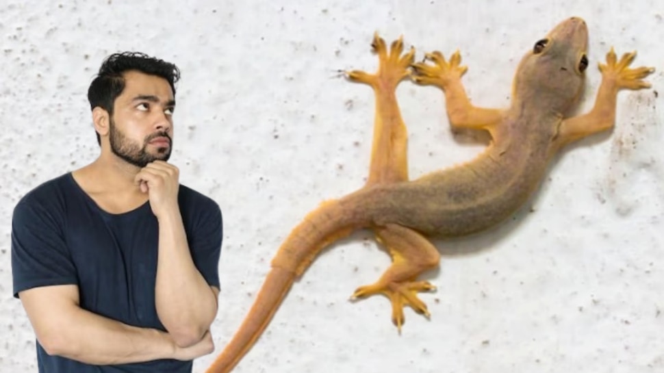 lizard falling on head and body signs in astrology | ದೇಹದ ಈ ಭಾಗದ ಮೇಲೆ ...
