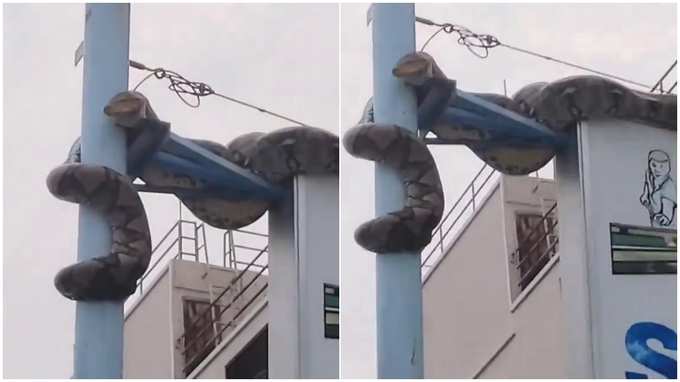 python climb electric pole video goes viral | ರಸ್ತೆ ಪಕ್ಕದ ವಿದ್ಯುತ್ ಕಂಬ ...