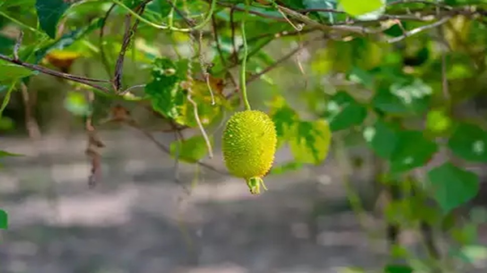 Kantola the green thorny vegetable will reduce the increasing weight ...