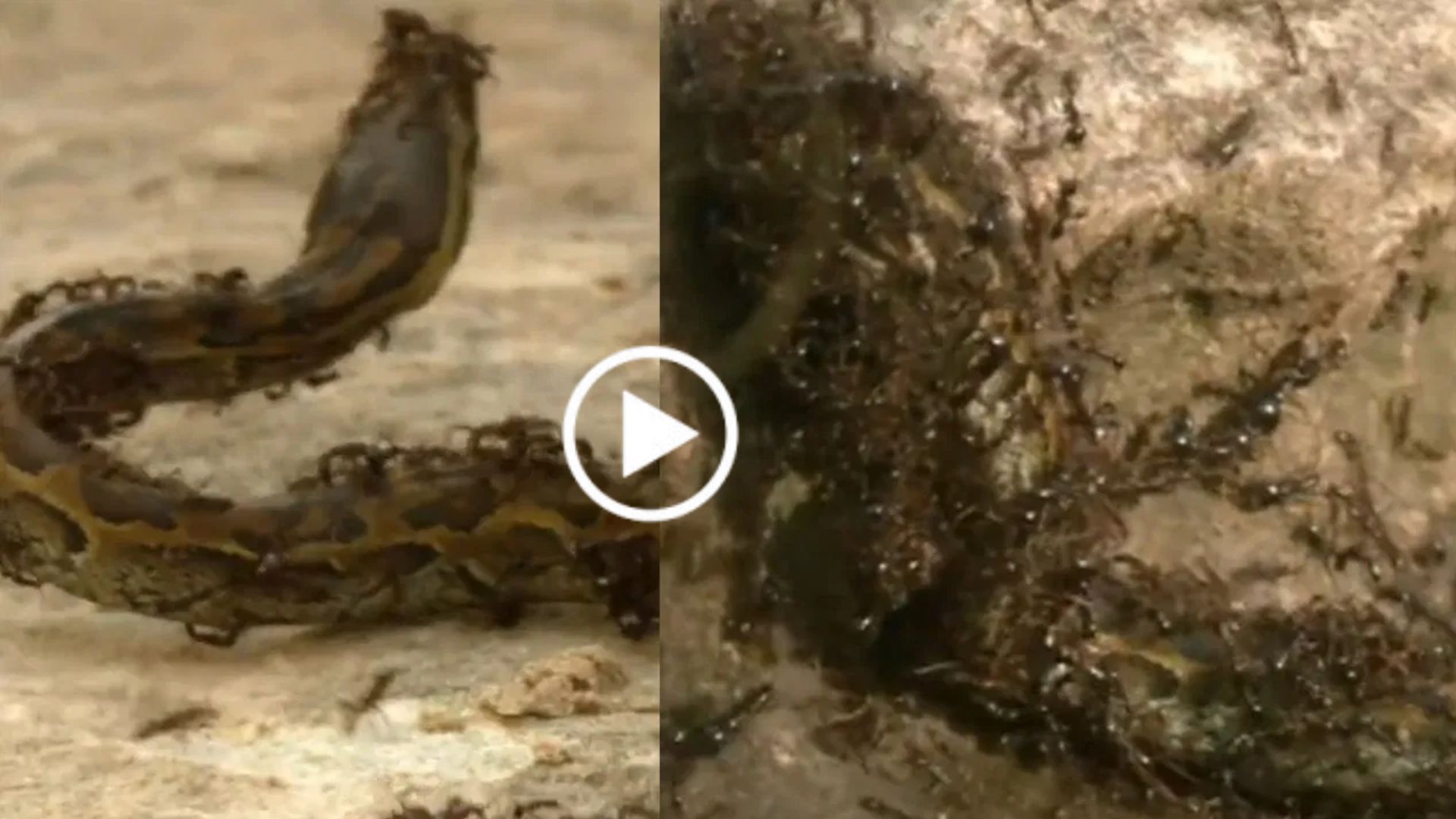 Ants that stung the python Watch Viral Video | Viral Video: ಹೆಬ್ಬಾವಿನ ಮೈತುಂಬ ಮೆತ್ತಿದ ಇರುವೆಗಳು ...