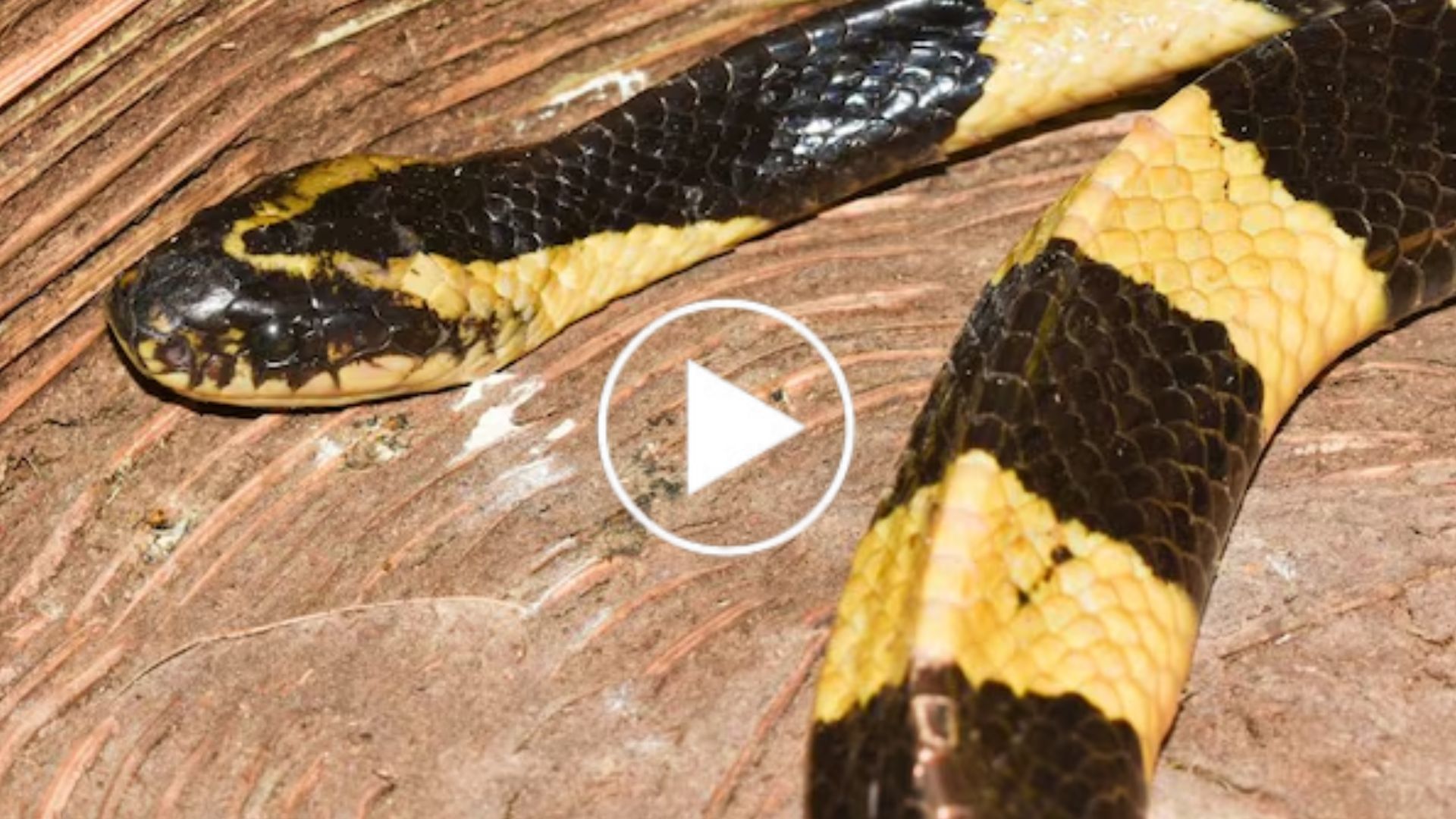 common krait Snake attacks silently in the dark Night Do You Know Why ...