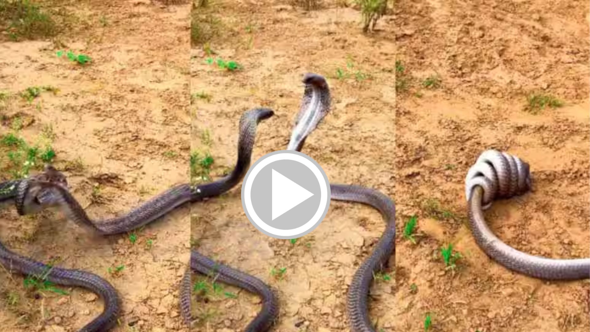 scary fight between 2 cobra Snakes big twist in the end Watch Shocking ...