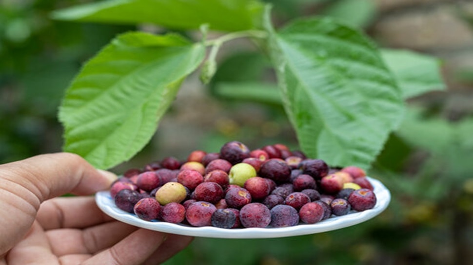 Rich in vitamin C and minerals falsa fruit is helpful in controlling ...