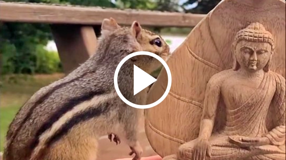 wild Animal viral video : Squirrel praying in front of buddha idol ...