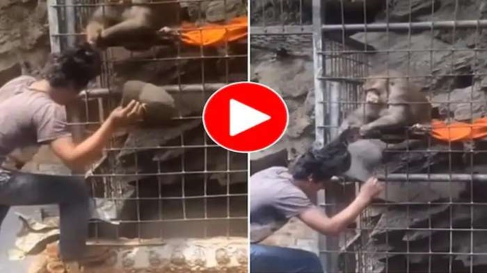 Funny Video: A video of a caged monkey pulling a persons hair has gone ...