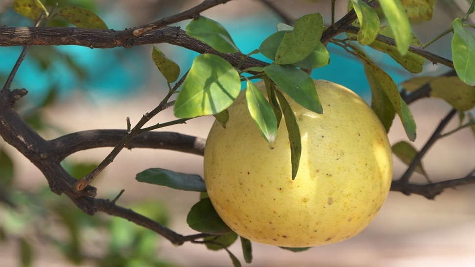 Chakota fruit with sweet and sour taste has health benefits| ರಾತ್ರಿ ...