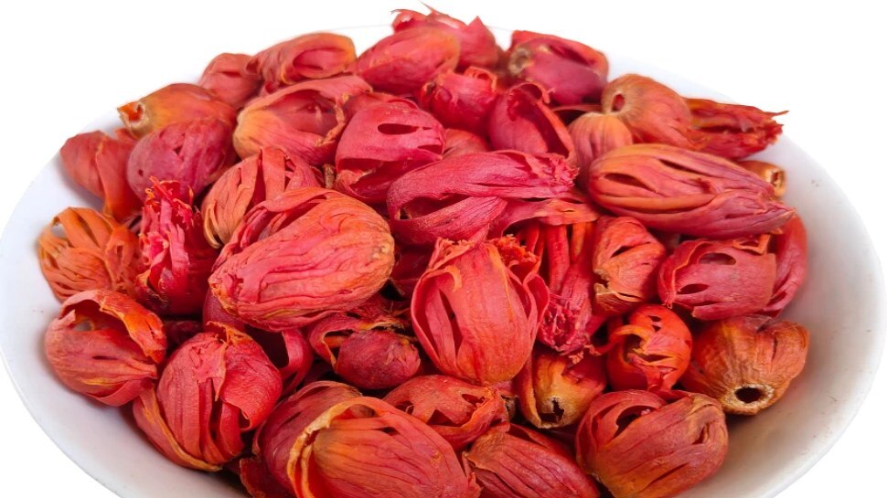 Japatri is helpful to dissolve kidney stones and cures asthama | ಅಸ್ತಮಾ ...