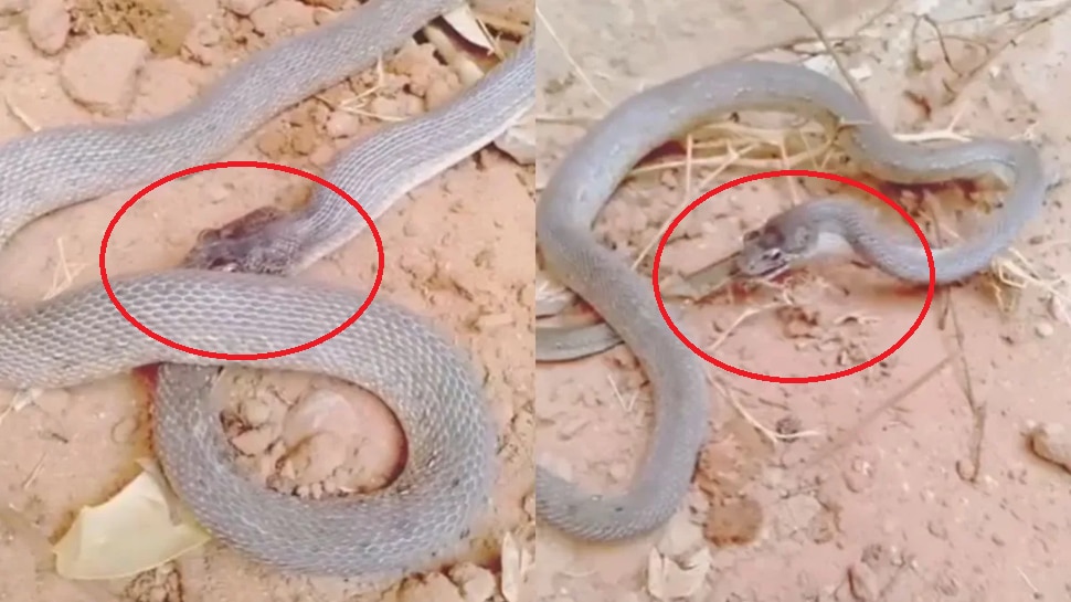 Viral Video: This snake swallowed itself when it was hungry, video ...