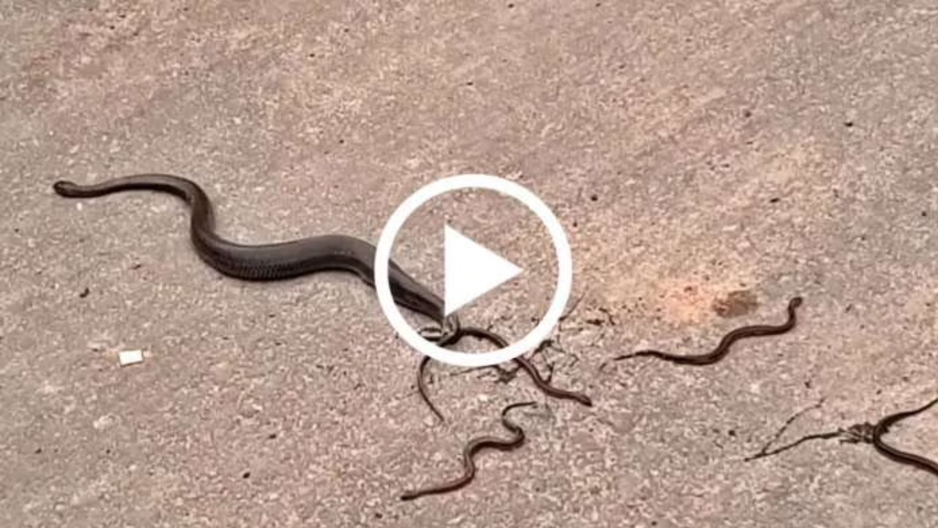 Giant snake gives birth to cubs in the middle of the road! video goes ...