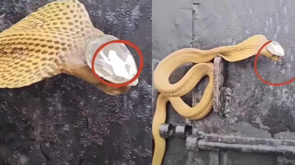 Snake With Nagamani On Head Video Goes Viral | Viral Video: ತಲೆಯ ಮೇಲೆ ...