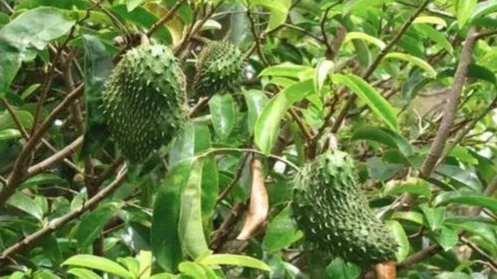 The most powerful Hanuman fruit that can even cure cancer: Helps in ...