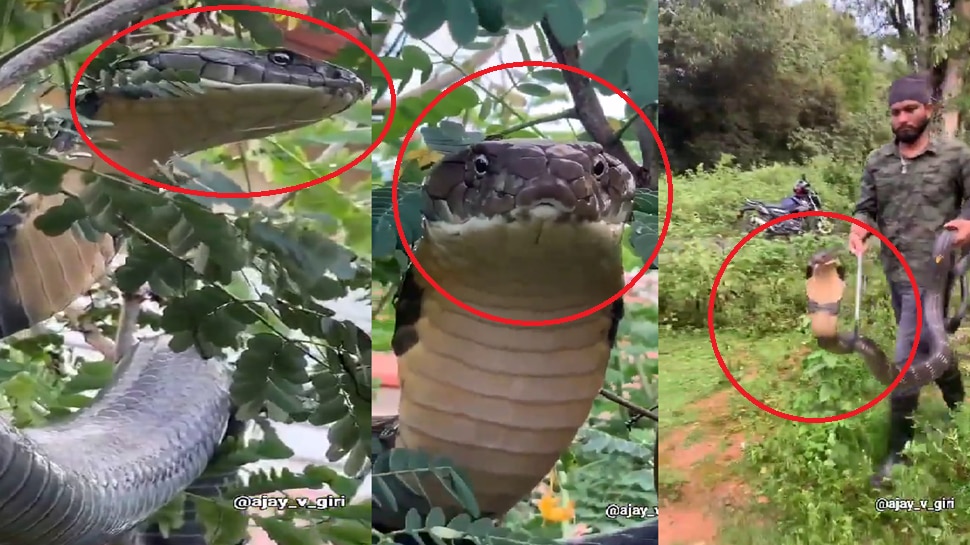 Viral Video: King Cobra in Agumbe Ghat in western ghat of South ...