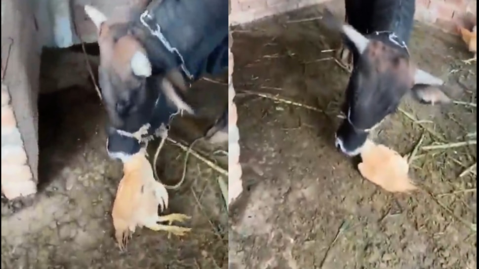 Cow eats chicken instead of grass Video goes viral| Viral Video: ಹುಲ್ಲು ...