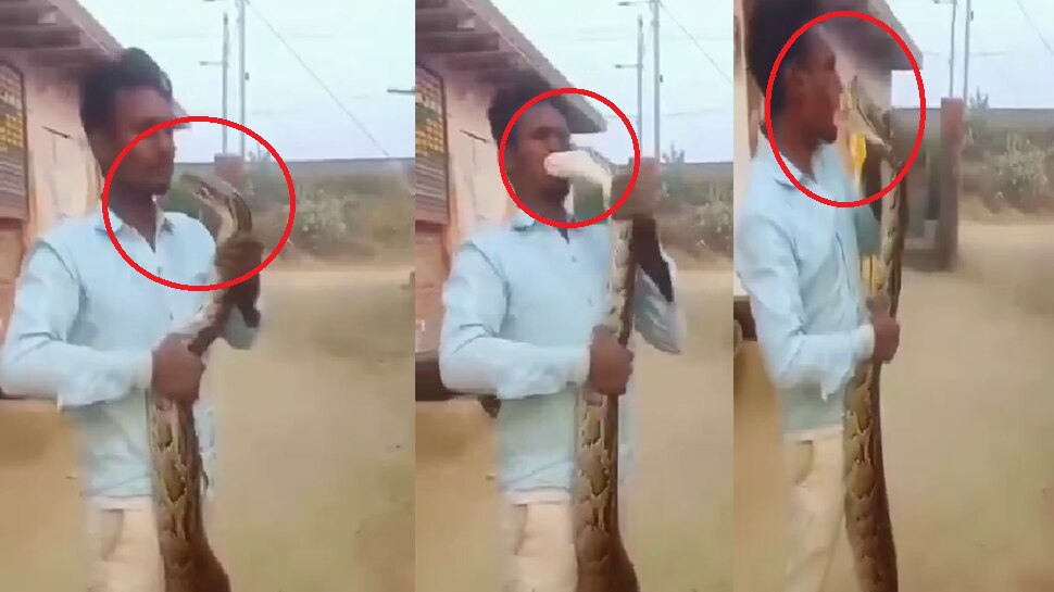 Viral Video: A Giant python bites a man who went to kiss him ...