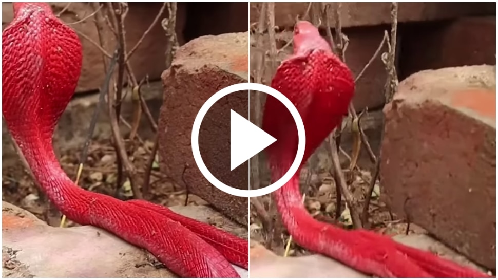 Red king cobra video goes viral on social media | ಈ ಹಾವನ್ನ ನೋಡಿದವರೇ ...