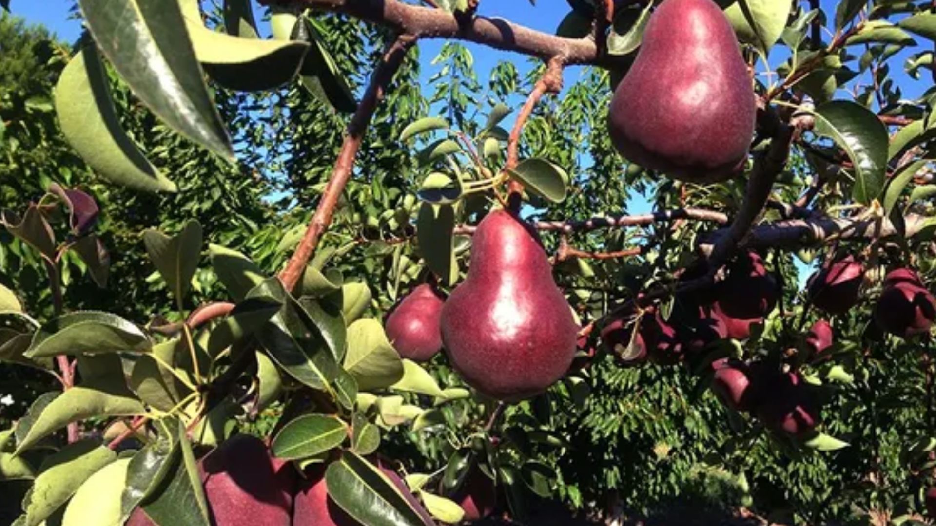 pear fruit Control High Blood Sugar | ತಿನ್ನಲು ಬಲು ರುಚಿ.. ಮಧುಮೇಹಿಗಳಿಗೆ ...