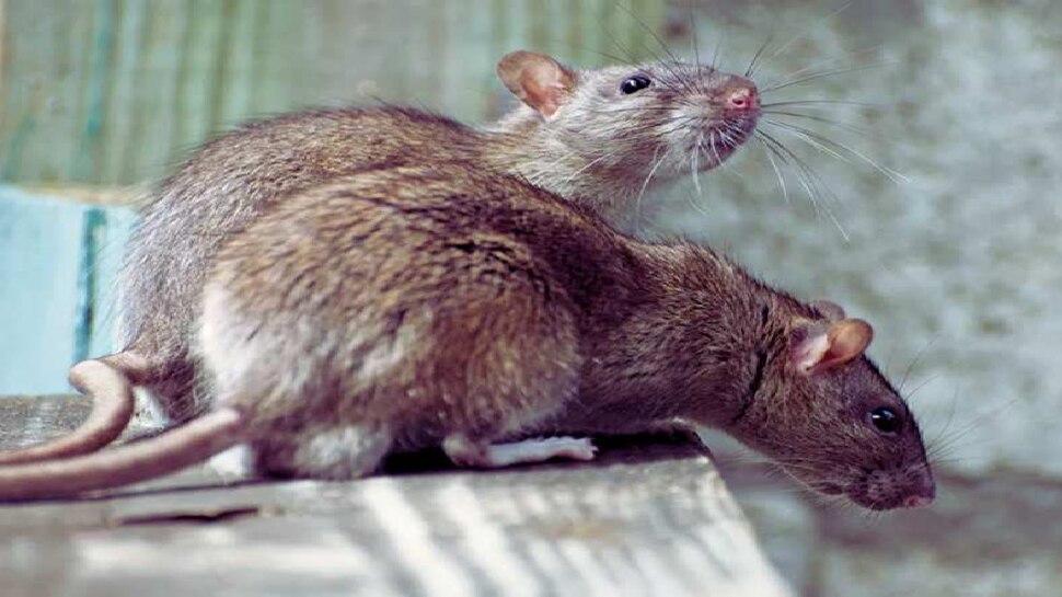 Is your house plagued by rats? Use this trick to get rid of the rat ...