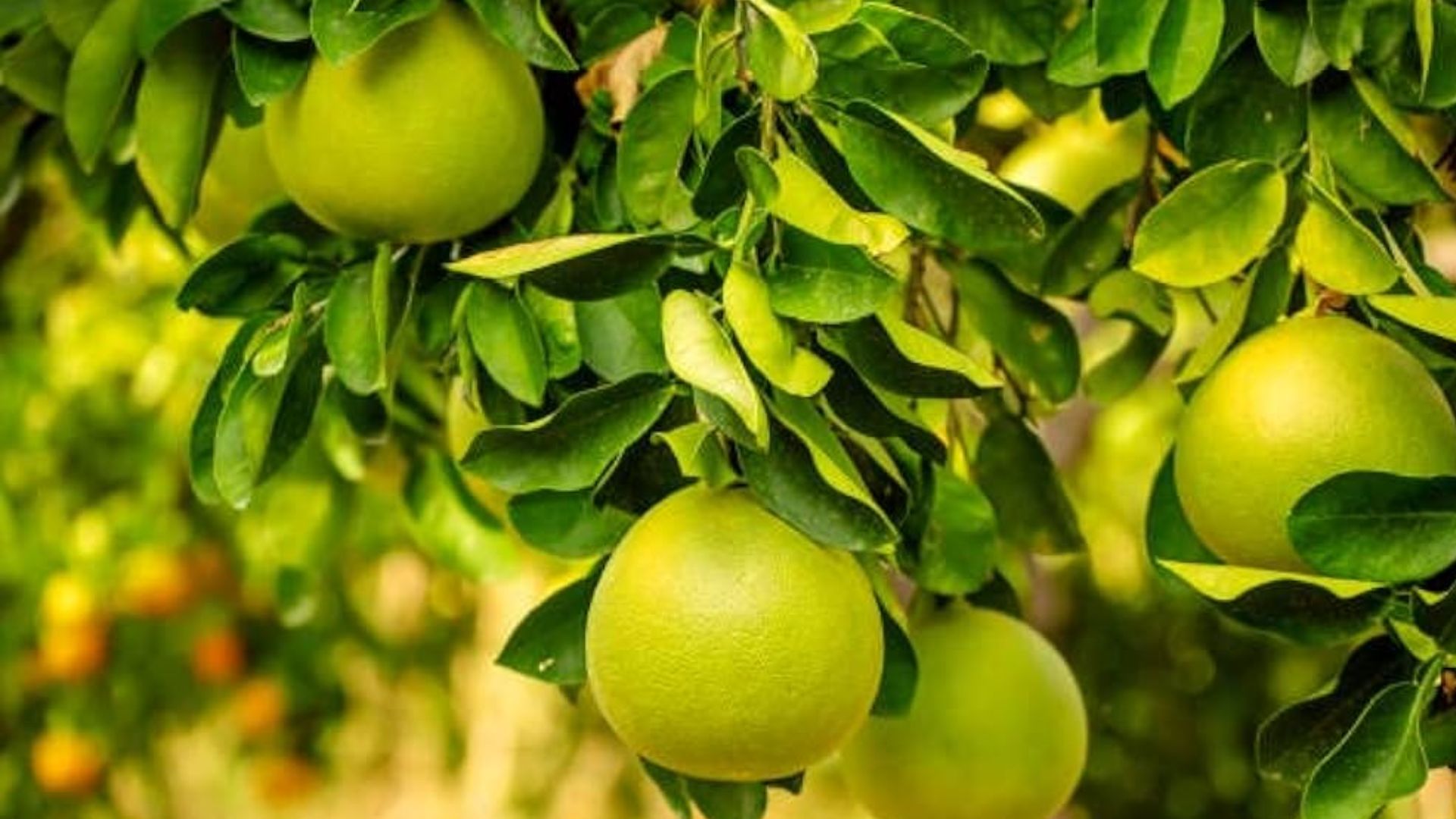 Chakotha Fruit Control High Blood Sugar | ಮಧುಮೇಹಿಗಳಿಗೆ ವರದಾನ.. ಊಟಕ್ಕೂ ...