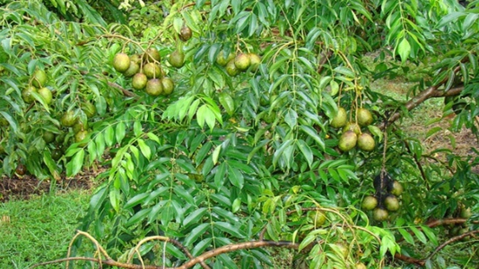Eating nutritious Hog Plum or amatekayi helps improve Eye Health and ...