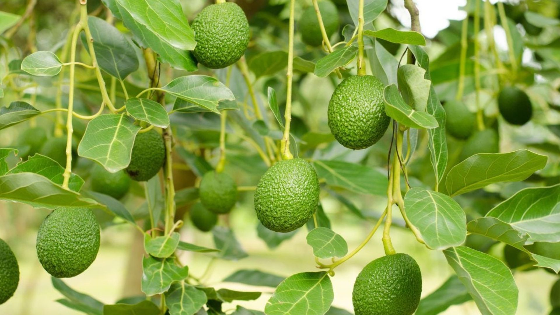 avocado Fruit Control High cholesterol And Heart Attack | ಇದು ಹಣ್ಣಲ್ಲ ...