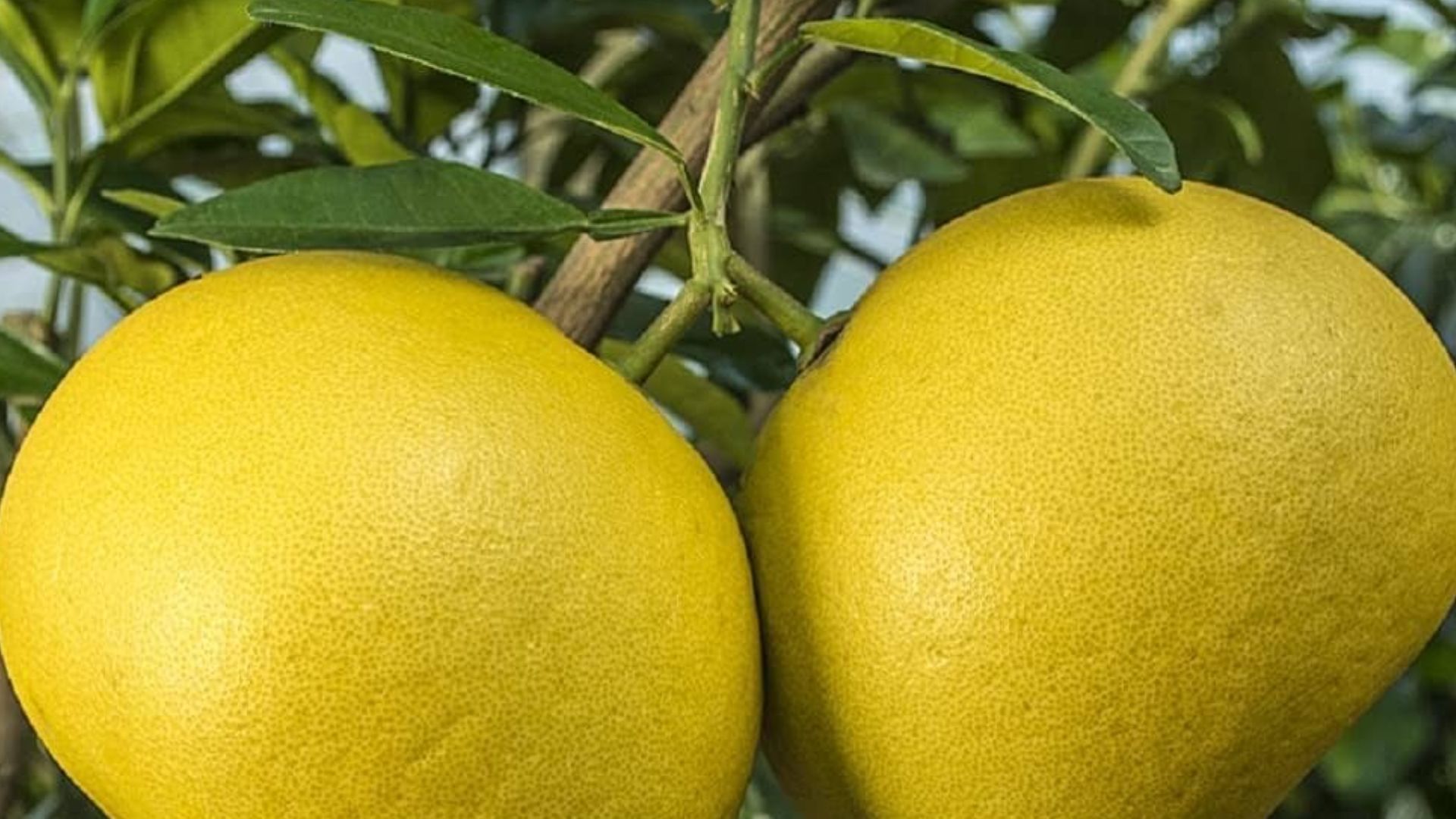 chakotha Fruit For Prevent Cancer and High Blood Sugar | ಕ್ಯಾನ್ಸರ್ ...