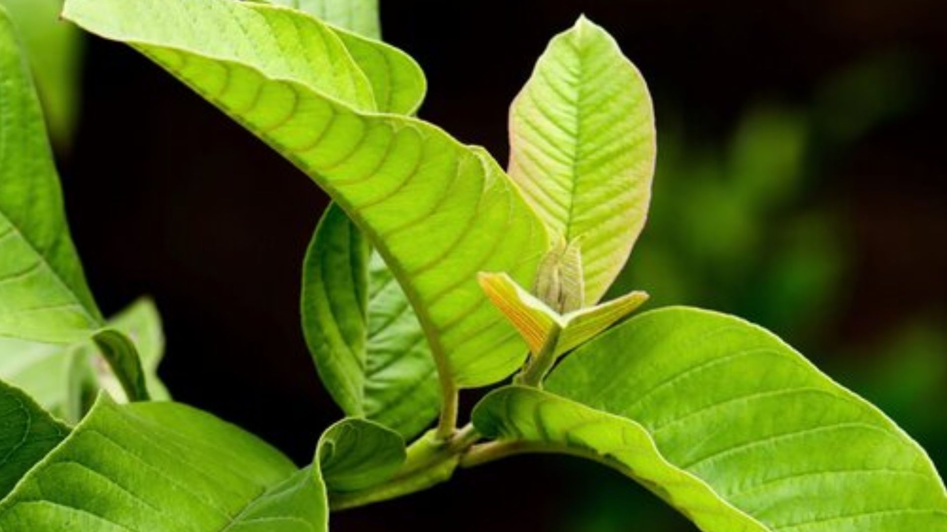 Guava Leaves Prevent Cancer and It Control High Blood Sugar | ಮಾರಕ ...