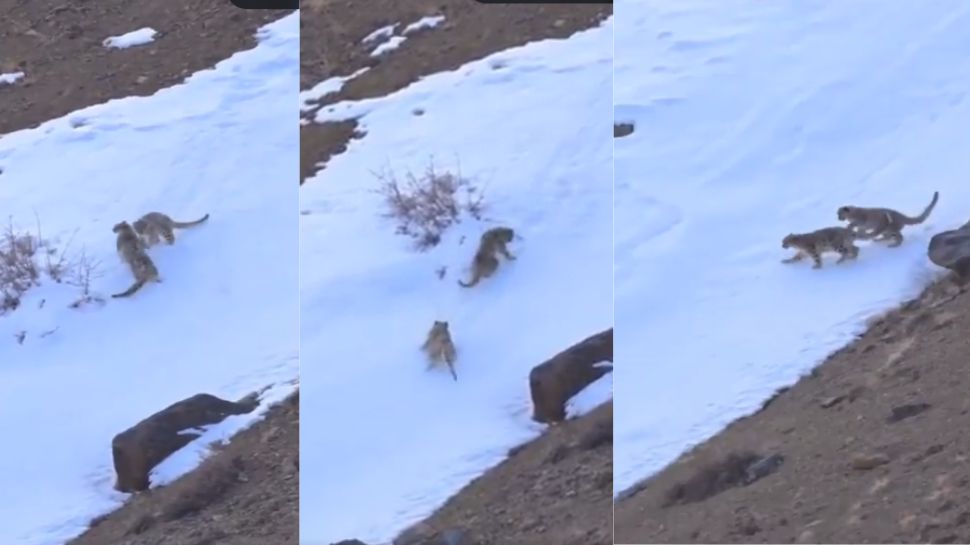 Leopards dancing in snow watch amazing viral Video | Viral Video ...
