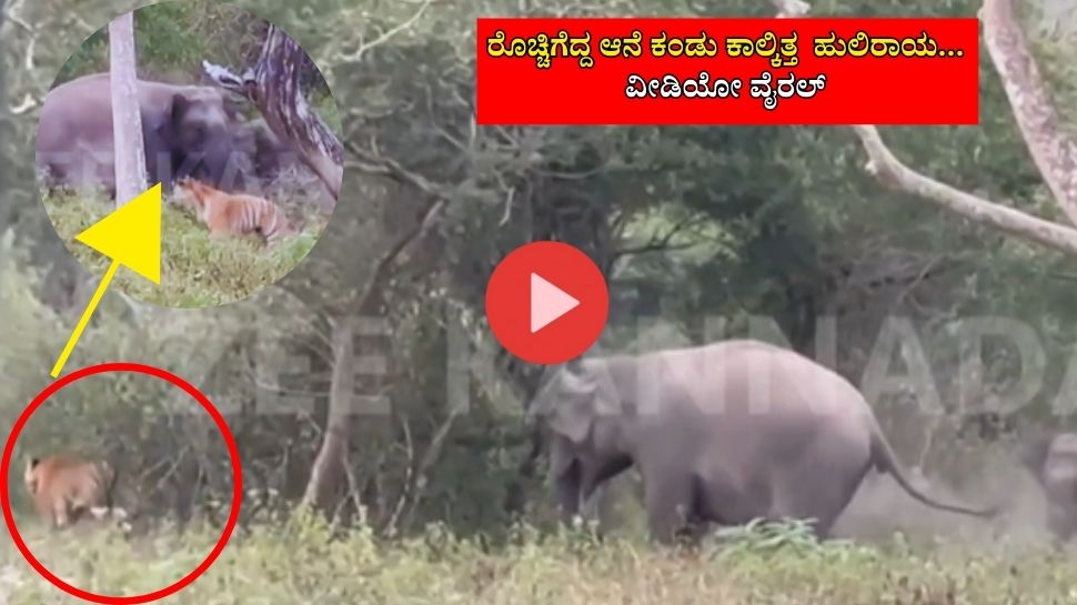 Tiger trying to attack an elephant Video goes viral | ಬಂಡೀಪುರದಲ್ಲಿ ...