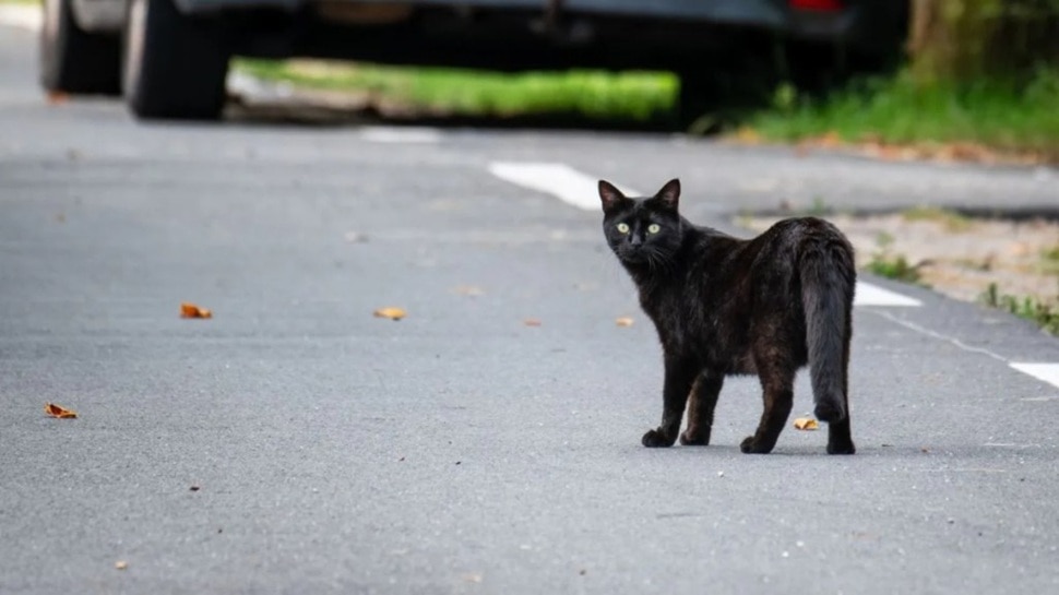 Is it bad if a cat crosses your path while you're out on a good deed ...