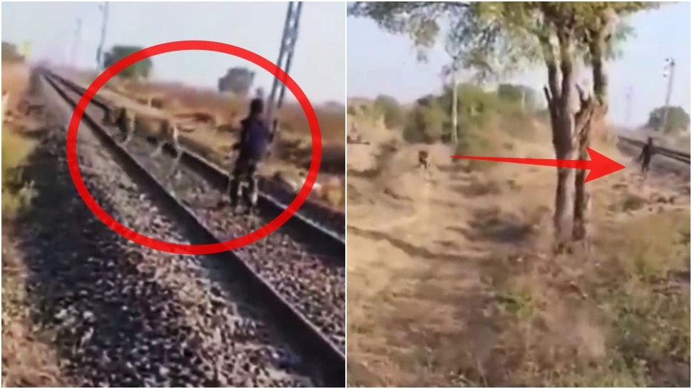 forest guard made lion run away from railway video goes viral | ಕಾಡಿನ ...