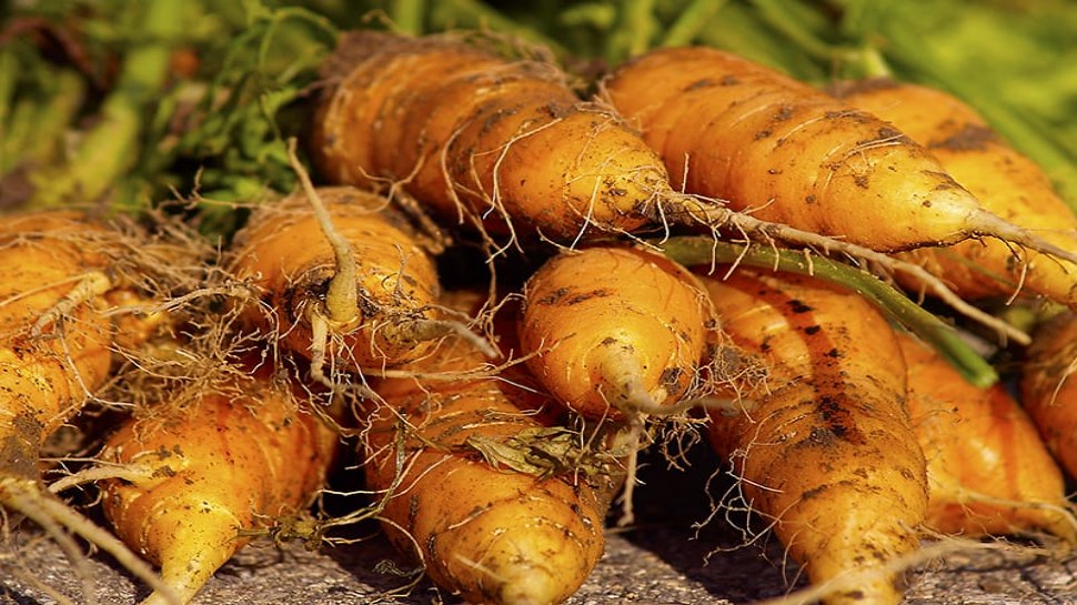 Carrots contain bioactive compounds that helps to control blood sugar ...