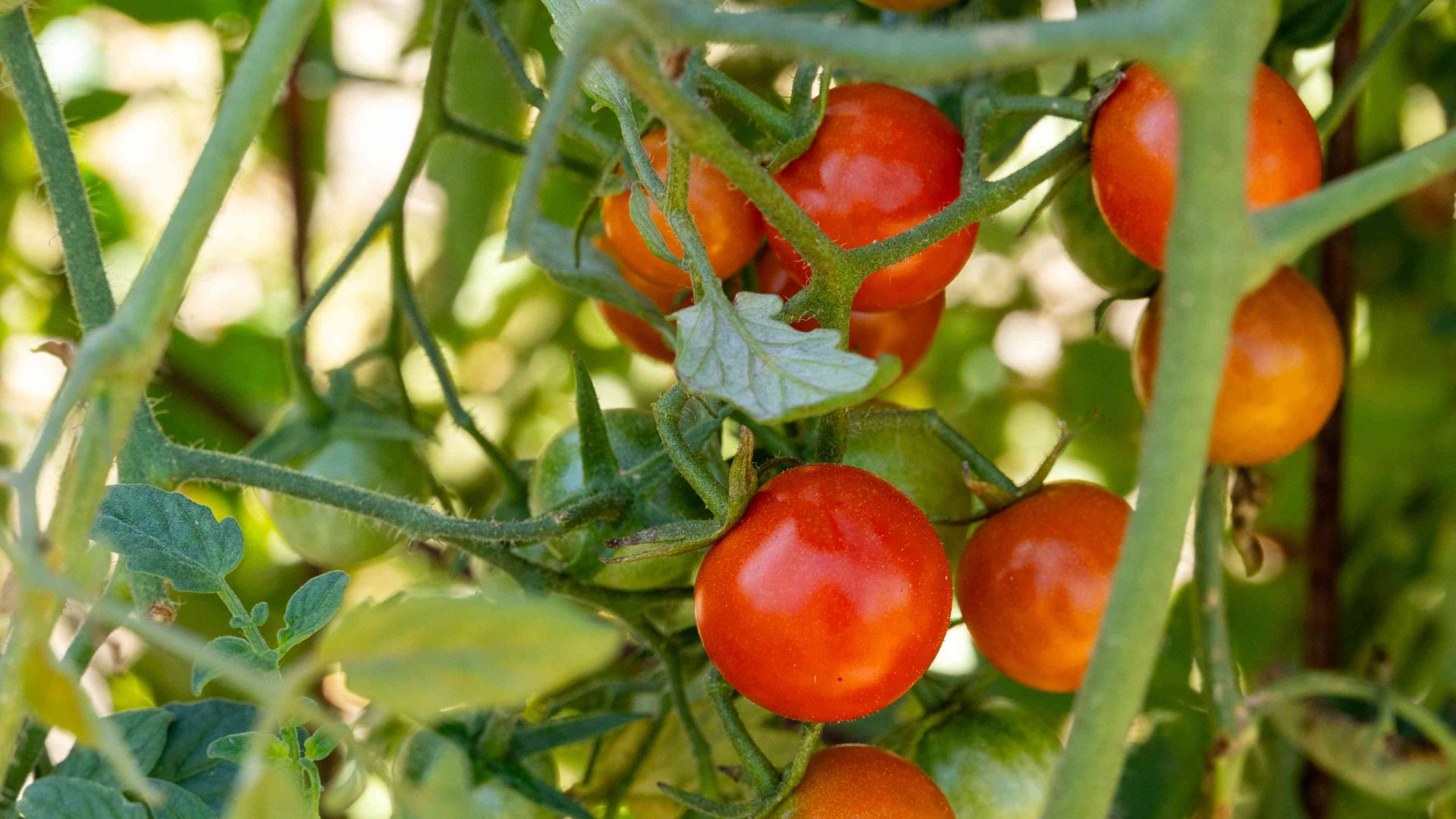 Tomato Control High Blood Sugar and Blood pressure | ಯಾವ ಪಥ್ಯವೂ ಬೇಡ.. ಈ ...