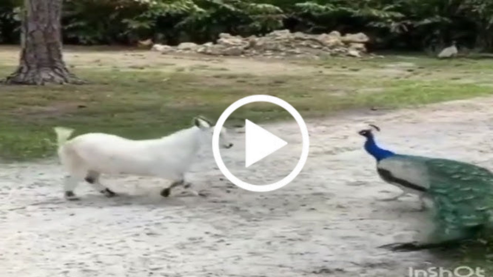 Peacock and goat fight Video Goes Viral On Social Media | Viral Video ...