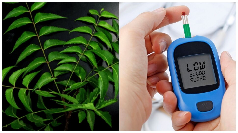diabetes control tips : Neem leaves for sugar control | ಬೆಳಿಗ್ಗೆ ಎದ್ದು ...