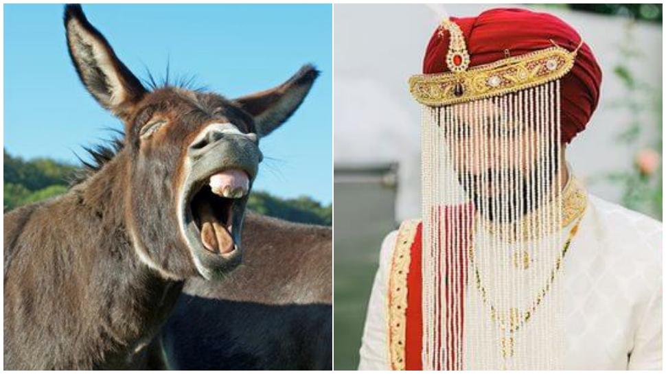 Groom should do intimacy with donkey before marriage in colombia ...