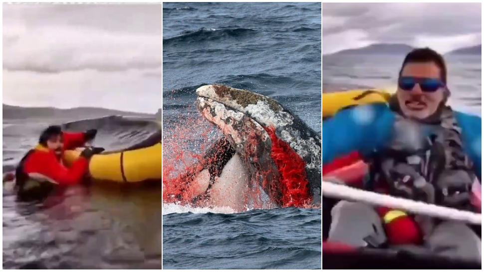 Whale attack on men while surfing video goes viral | ಅಯ್ಯೋ ದುರ್ವಿಧಿಯೇ ...