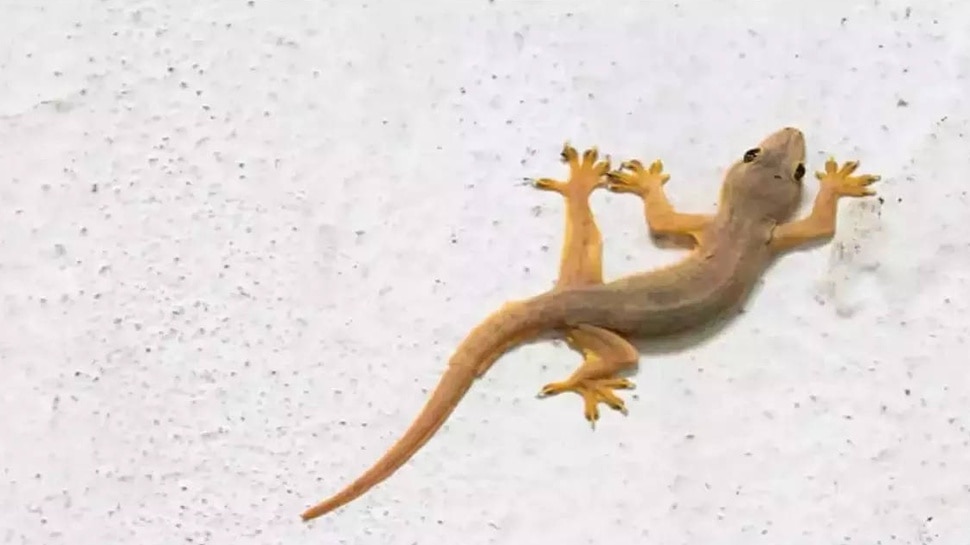 First Aid For Lizards Bite at home | ಹಲ್ಲಿಗಳು ಕಚ್ಚಿದರೆ ಏನಾಗುತ್ತೆ ಗೊತ್ತಾ ...