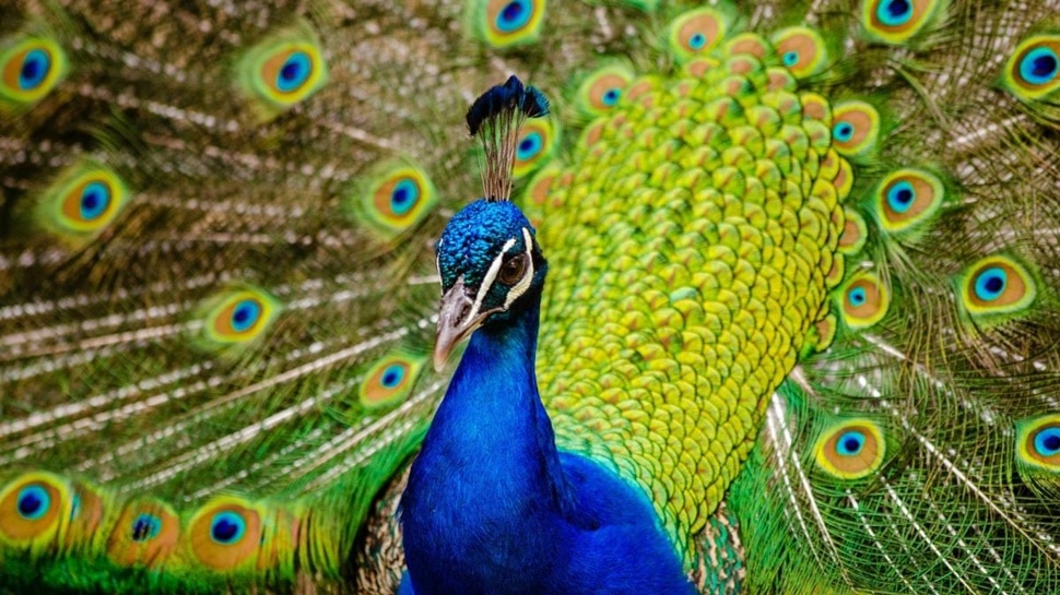 Peacock Real Blood Color | ಭಿನ್ನ ವಿಭಿನ್ನ ಬಣ್ಣಗಳಿಂದ ಕೂಡಿರುವ ನವಿಲನ ರಕ್ತದ ...